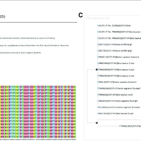 phylogeny and multiple sequence alignment of the gene tetd within the