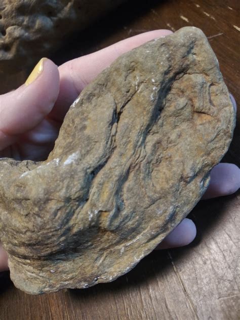 Stigmaria Fossil Id The Fossil Forum