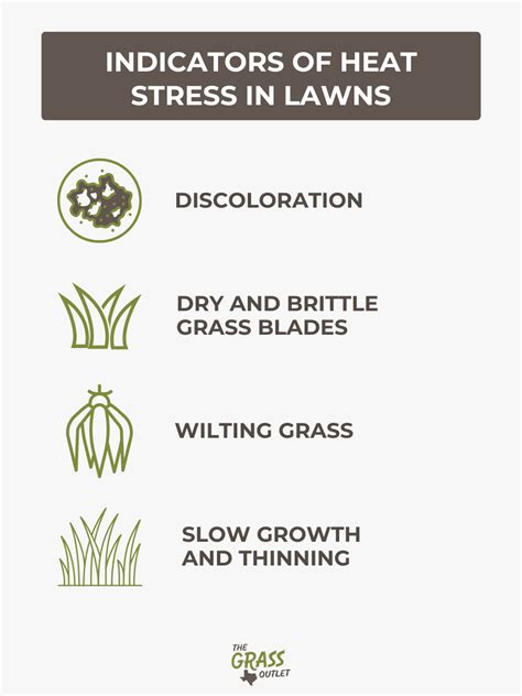 Heat Stressed Lawn Symptoms Causes And Treatment Solutions