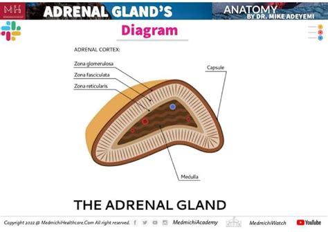 Solution Adrenal Gland Organ Anatomy Note Medical Endocrine Pdf