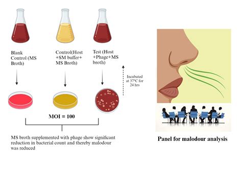 Proof Of Concept Establishment Using S Saprophyticus Biorender