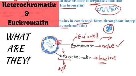 Heterochromatin And Euchromatin What Are They YouTube