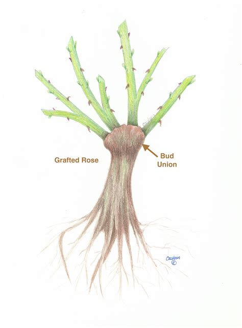 Anatomy Of A Rose At Marcus Glennie Blog