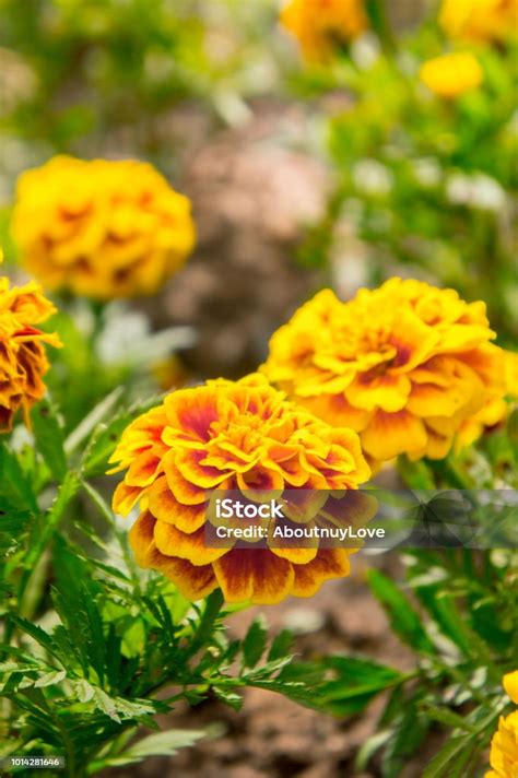 여름 노란 꽃 좋은 하루 허브 꽃 여름에 아름 다운 꽃 정원에서 금 잔 화 꽃 0명에 대한 스톡 사진 및 기타 이미지 0명 개화기 계절 Istock