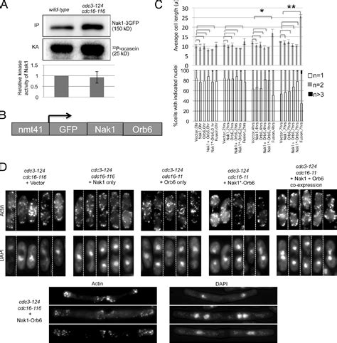 Figure 3 From The Mitosis To Interphase Transition Is Coordinated By