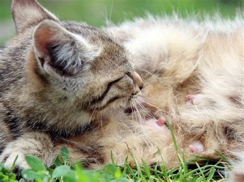 Where Are Cat Nipples Everything You Need To Know About The Nipples Of Your Feline Friends