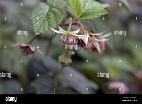 Young Bushes Of Flowering Raspberries Inflorescences The Period When