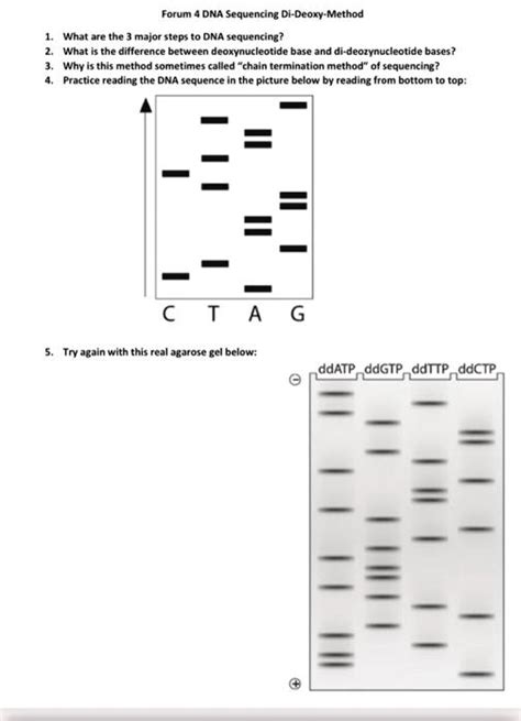 Forum Dna Sequencing Di Deoxy Method What Aretnc Major Steps Ocascqucncinei What E The