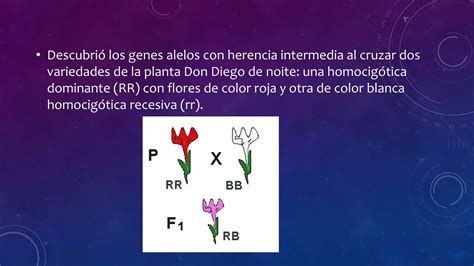 Carl Correns Ppt Descarga Gratuita