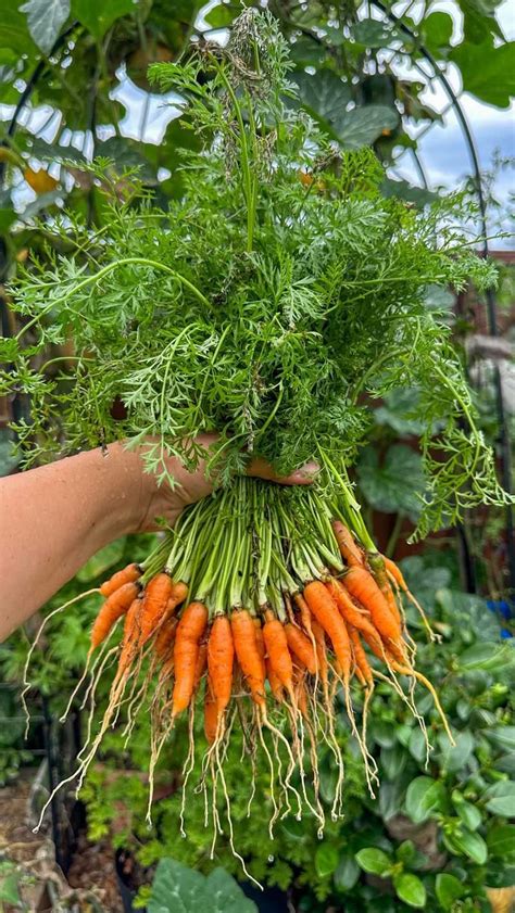 16 Vegetables That Explode In Raised Beds And 7 That Barely Survive