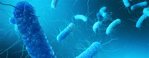 Enterobacter Cloacae Symptoms Transmission Treatment Landr Prevent And Protect