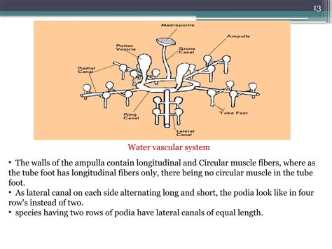 Water Vascular System In Echinodermata 1 Pptx