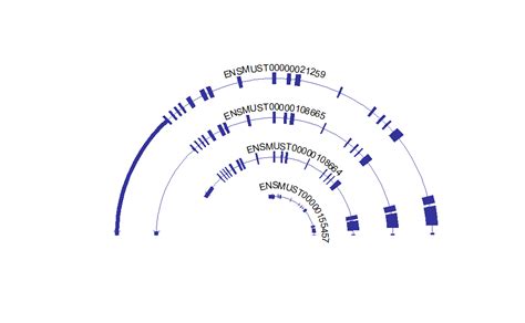 transplotr 优雅的绘制基因转录本结构 csdn博客