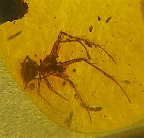 A Couple Of Fossilized Insects From My Collection Ramberfossil