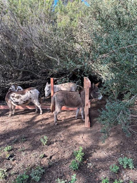 How To Build A Compost Bin Step By Step Guide With Photos Homestead And Chill