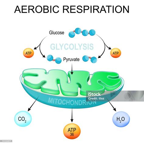 Aerobic Respiration Glycolysis And Atp Synthesis In Mitochondria Stock