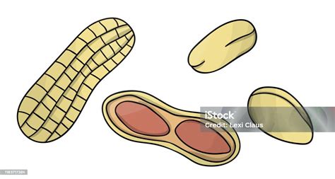 벡터 컬러 땅콩 아이콘입니다 절연 단색 너트 세트 흰색 배경에 고립 된 만화 또는 낙서 스타일의 음식 선 그리기 그림입니다