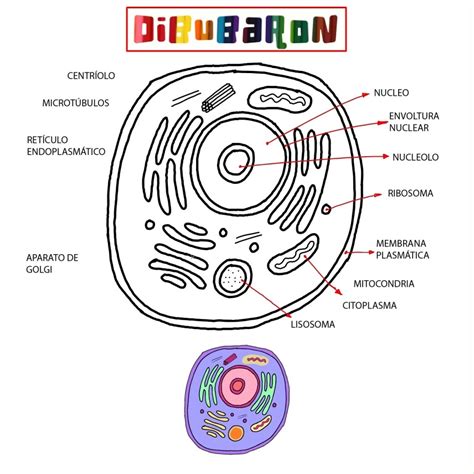 Dibubaron Como Dibujar Una Celula Animal Dibujos Fáciles