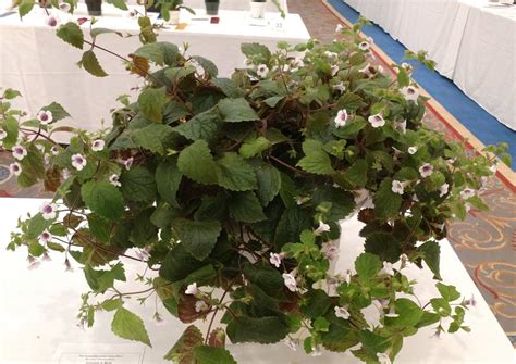 The Violet Barn Naples Ny