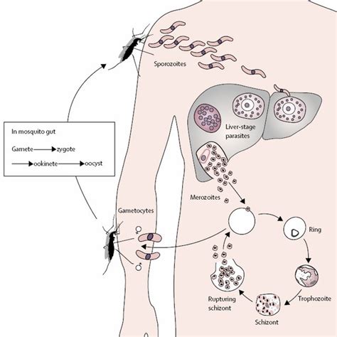 Specificity Of The Hplc Method Chromatogram After Extraction Of A Download Scientific