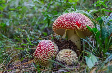 DSC_2354 | Червена мухоморка | Атанас Марков | Flickr