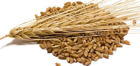 Barley Health Benefits