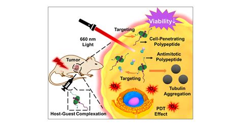 Supramolecular Dual Polypeptides Induced Tubulin Aggregation For Synergistic Cancer Theranostics