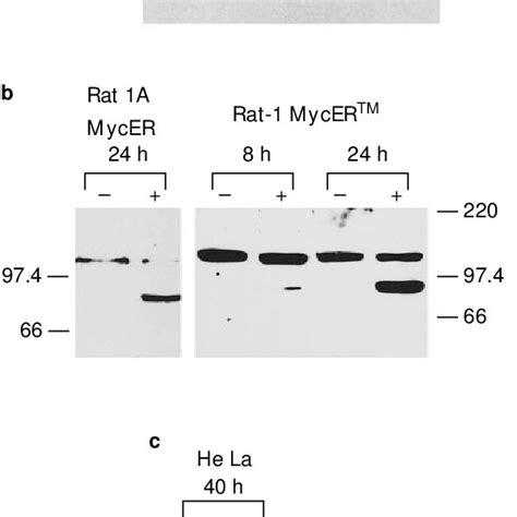 Speci®c Cleavage Of Parp Following C Myc Induced Apoptosis A Rat 1a Download Scientific