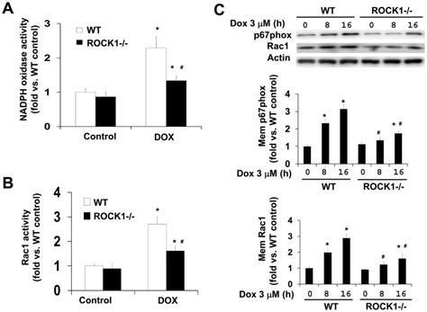 Nadph Oxidase Activity Assay A And Rac1 Activity Pull Down Assay B Download Scientific