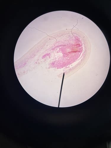 Exam 3 Lab 318 Histology Flashcards Quizlet