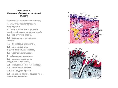 Органы дыхательной системы Полость носа Слизистая оболочка дыхательной области презентация