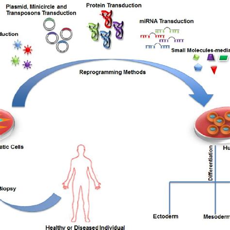 Neural Crest Development Neural Crest Forms At The Junction Between Download Scientific
