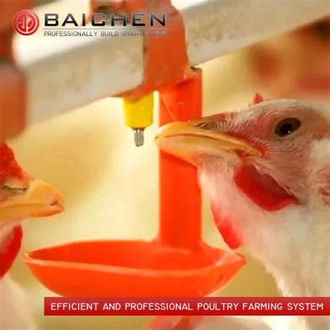Layer Broiler Breeders Chicken Nipple Drinker Automatic Nipple Drinking