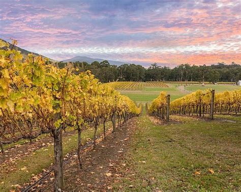 Passing Clouds Winery Daylesford Atualizado 2023 O Que Saber Antes De Ir Sobre O Que As