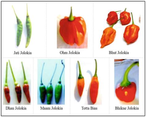 Capsicum Chemistry And Medicinal Properties Of Indigenous Indian
