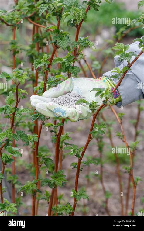 Farmer Hand Dressed In A Glove Holding Chemical Fertilizer Next To The Raspberry Bush Stock