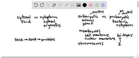 Solved Identify The Statement About Multicellular Model Organisms That Is Correct A C Elegans
