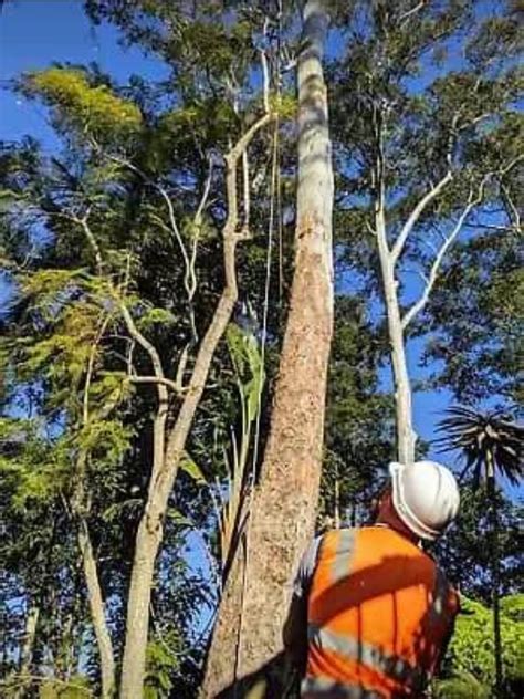 Tree Removal Brisbane Tree Guys