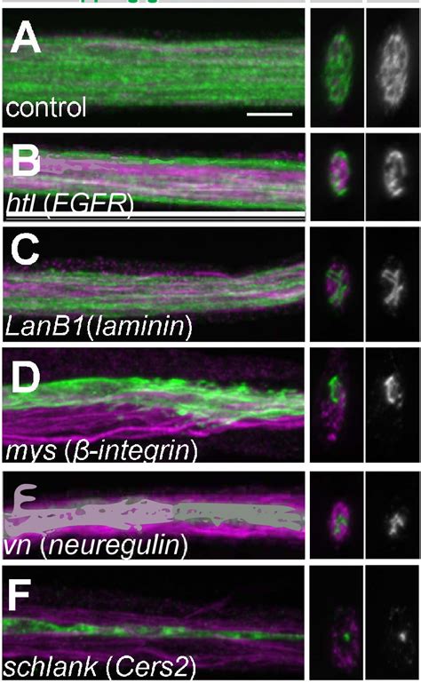 Fig S4 Genes With Conserved Roles In Glial Development Uncovered In