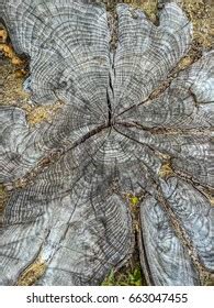 Treestump Ground Images Stock Photos D Objects Vectors Shutterstock