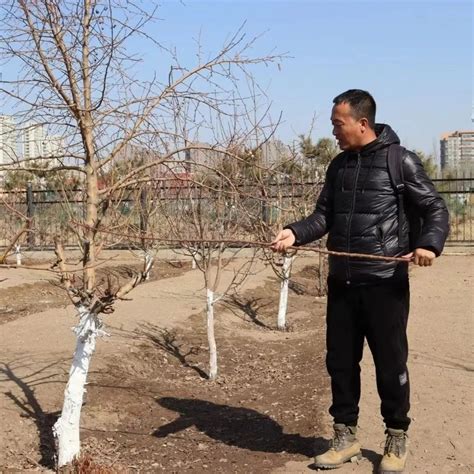 我院组织学生赴校内科技园区开展果树修剪志愿服务活动 园艺与植物保护学院