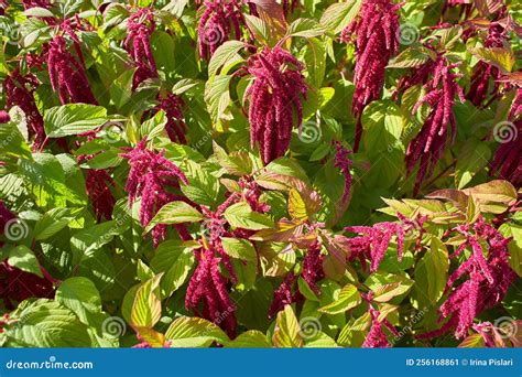 Amaranthus Caudatus Love Lies Bleeding Flowers Stock Image Image Of