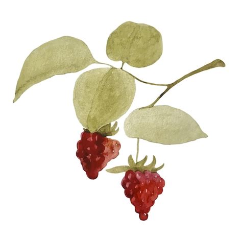 Vibrant Raspberry Cluster With Lush Foliage Jiffy Designs