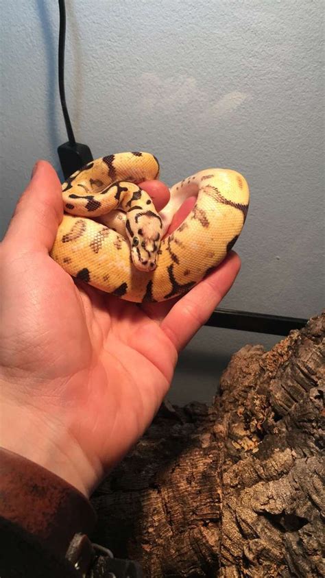 Pin On Snekes Ball Python Reptiles Snek