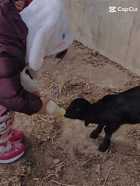 아기 염소 우유 먹이기 Youtube