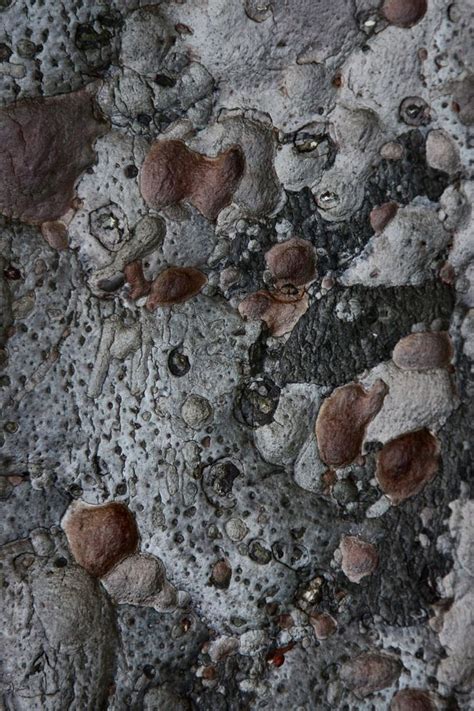 Tree Bark Abstract Tree Bark Abstract Wood Bark