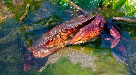 Red Rock Crab Vic High