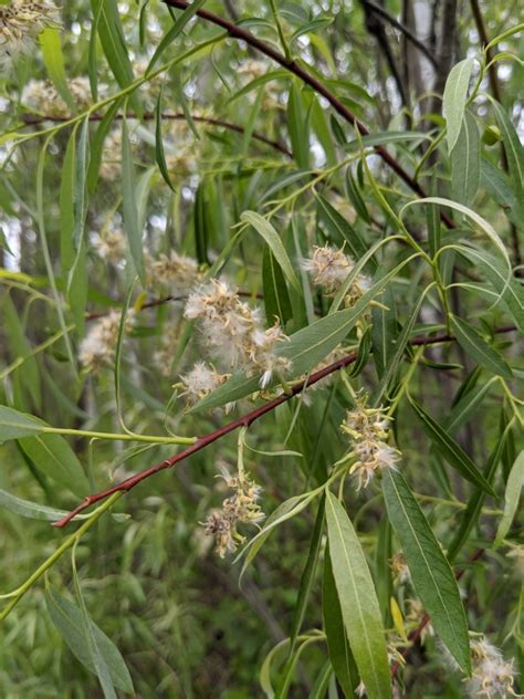 Peach Leaf Willow Bark