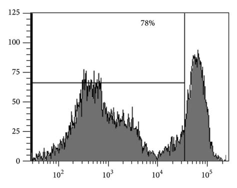 T Cell Proliferation Assays Eight Weeks After Transplantation T Cells