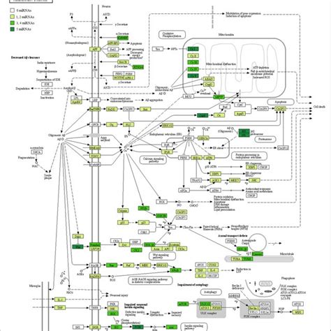 erlangen score interpretation algorithm adapted from lewczuk et al